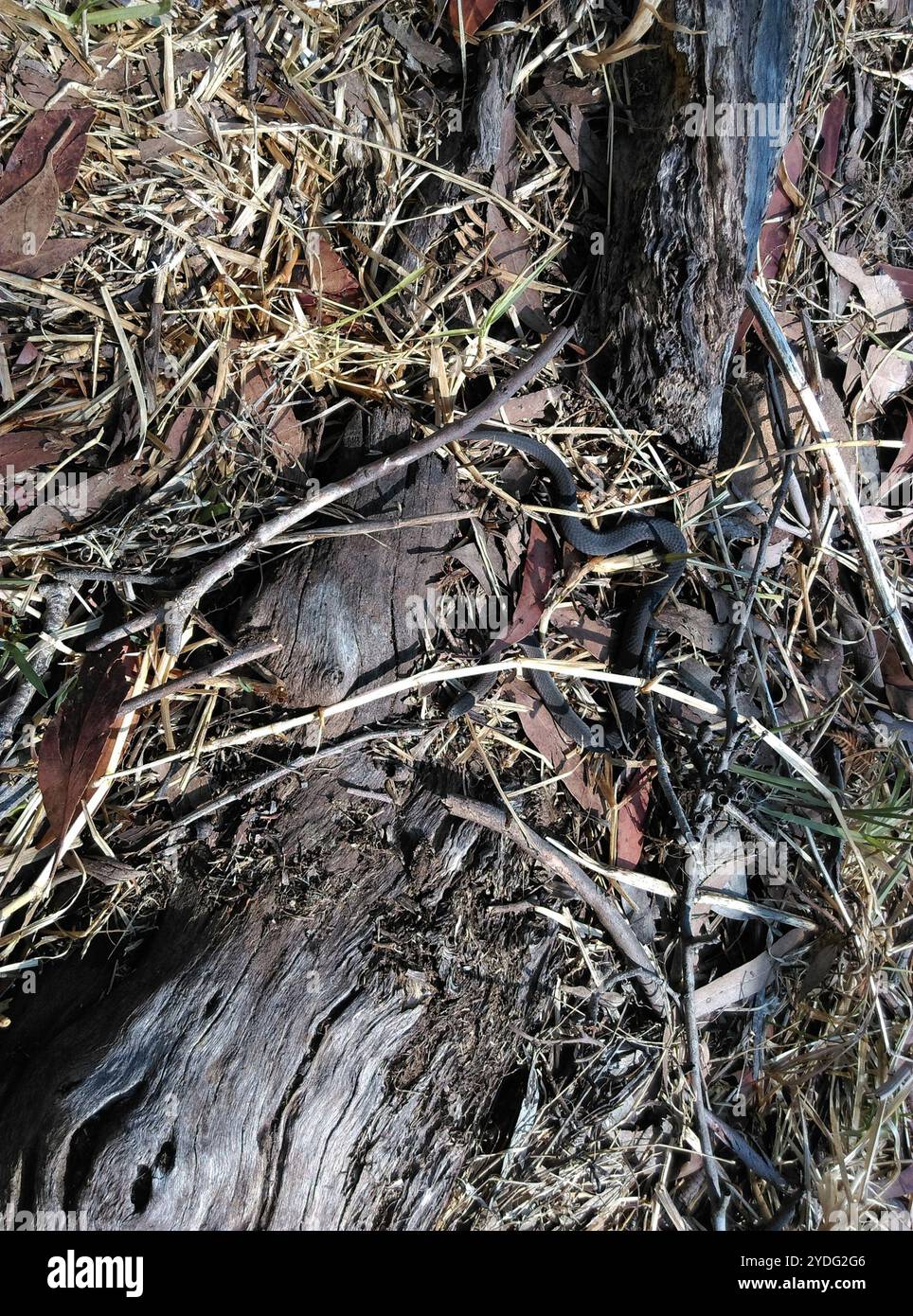Mustard-bellied Snake (Drysdalia rhodogaster Stock Photo - Alamy