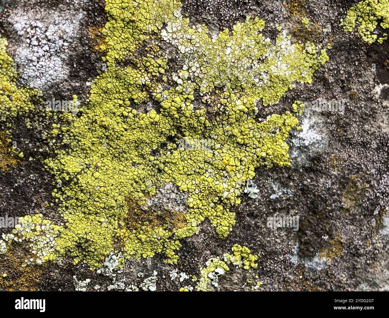 Yellow Cobblestone Lichen (Acarospora socialis Stock Photo - Alamy
