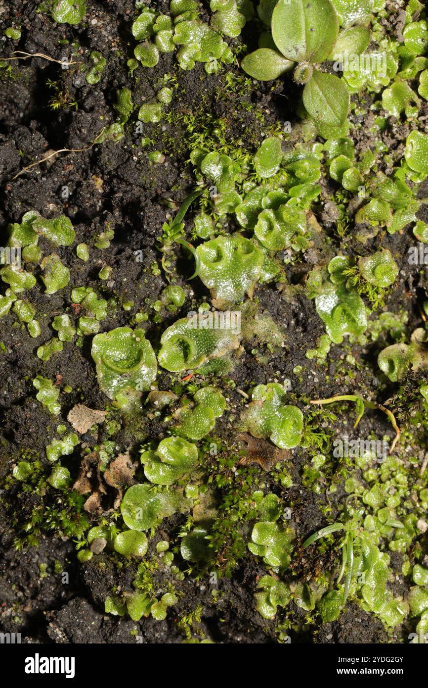 Crescent cup liverwort lunularia cruciata hi-res stock photography and ...