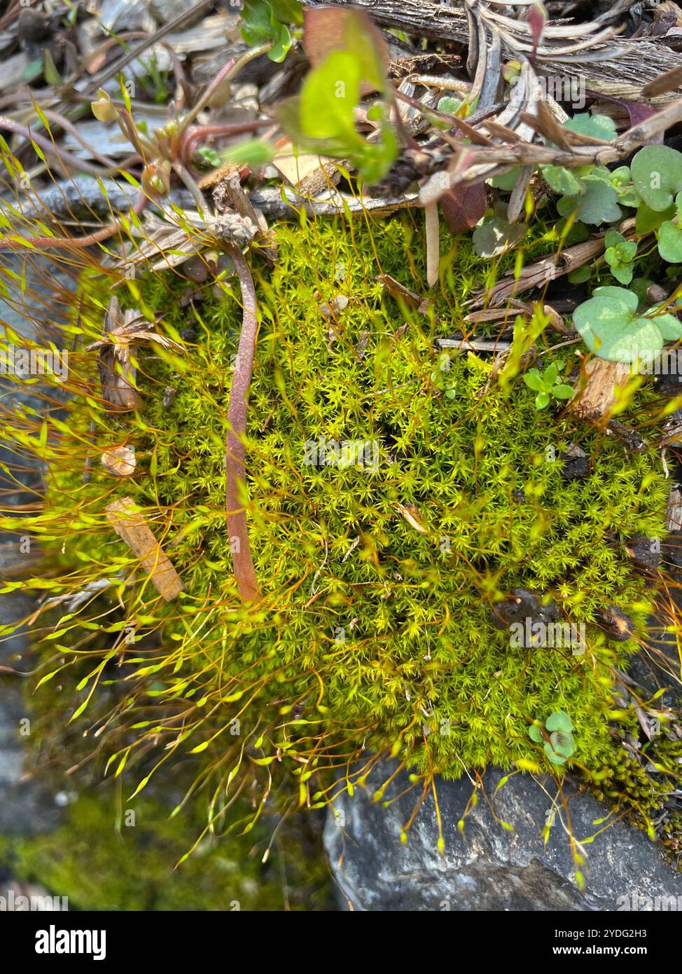 Wall Screw-moss (Tortula muralis Stock Photo - Alamy