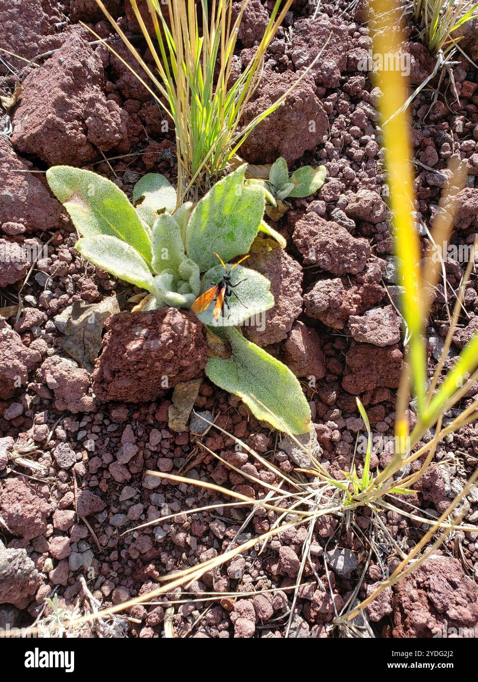 Pepsinae hi-res stock photography and images - Alamy