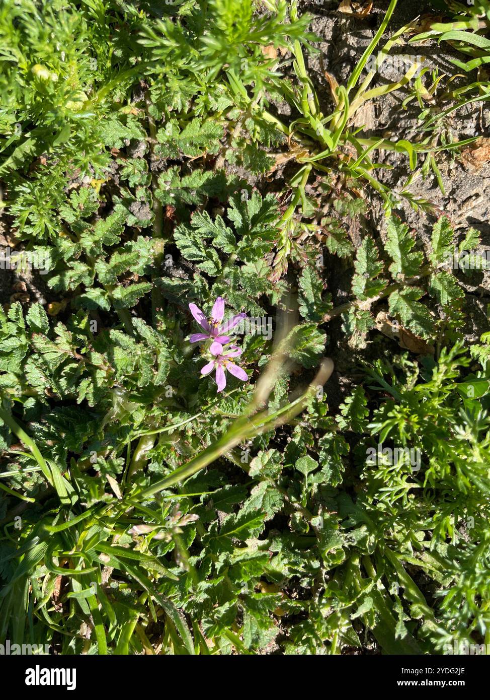 musk stork's-bill (Erodium moschatum Stock Photo - Alamy