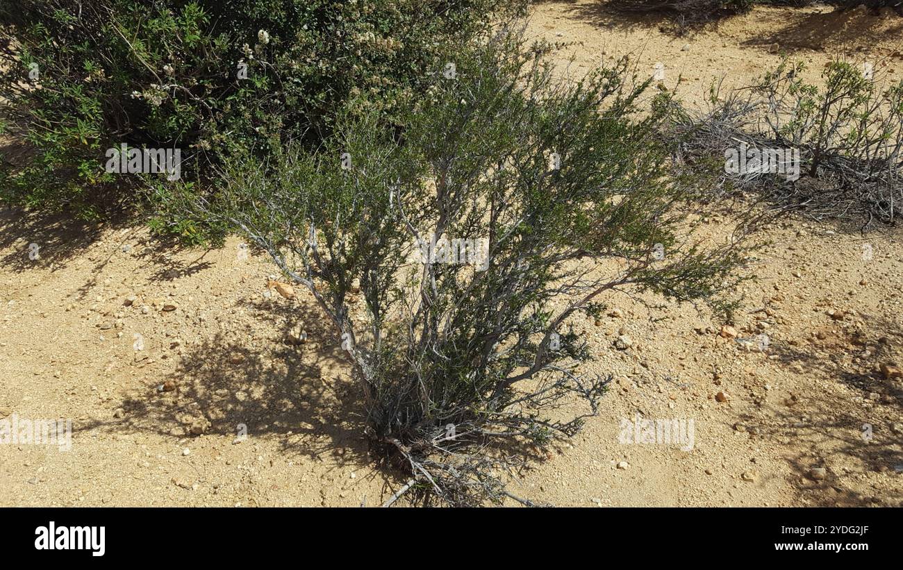 chamise (Adenostoma fasciculatum Stock Photo - Alamy