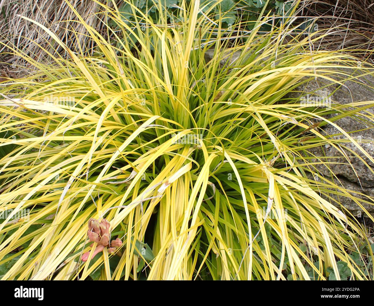 true sedges (Carex Stock Photo - Alamy