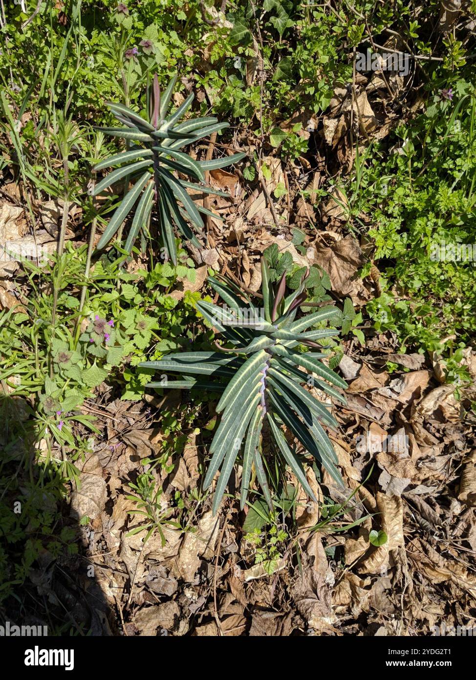 caper spurge (Euphorbia lathyris Stock Photo - Alamy