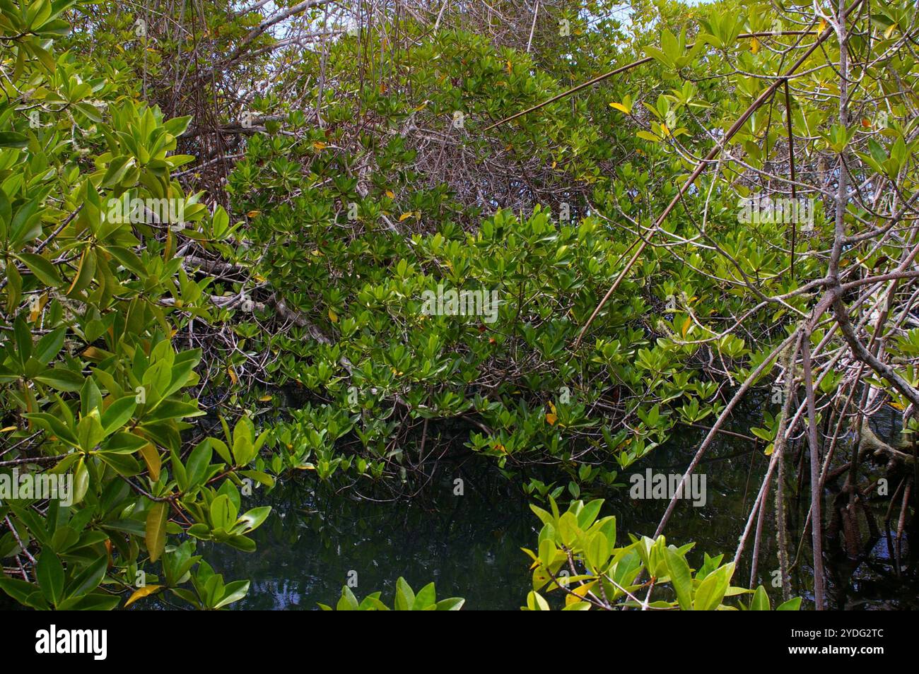 red mangrove (Rhizophora mangle Stock Photo - Alamy