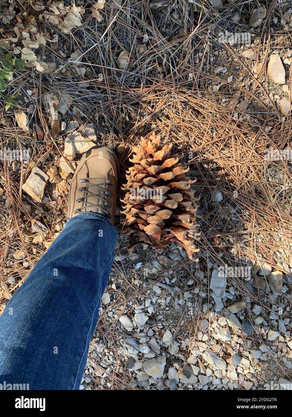 Coulter pine (Pinus coulteri Stock Photo - Alamy