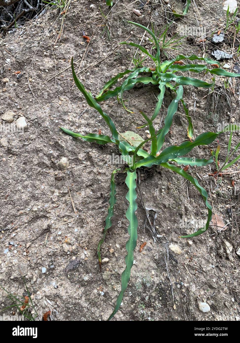 wavy-leafed soap plant (Chlorogalum pomeridianum Stock Photo - Alamy