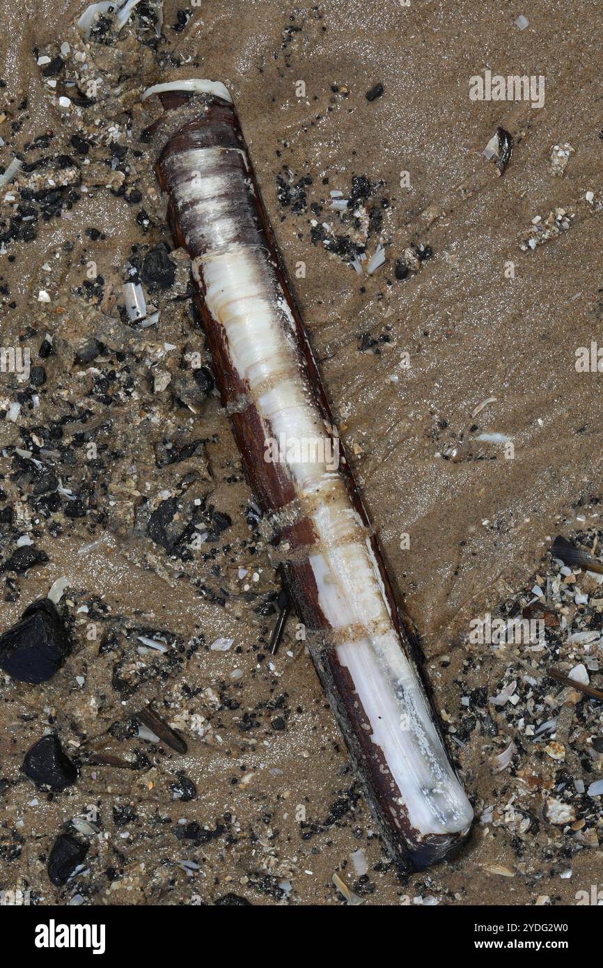 Pod Razor (Ensis siliqua Stock Photo - Alamy