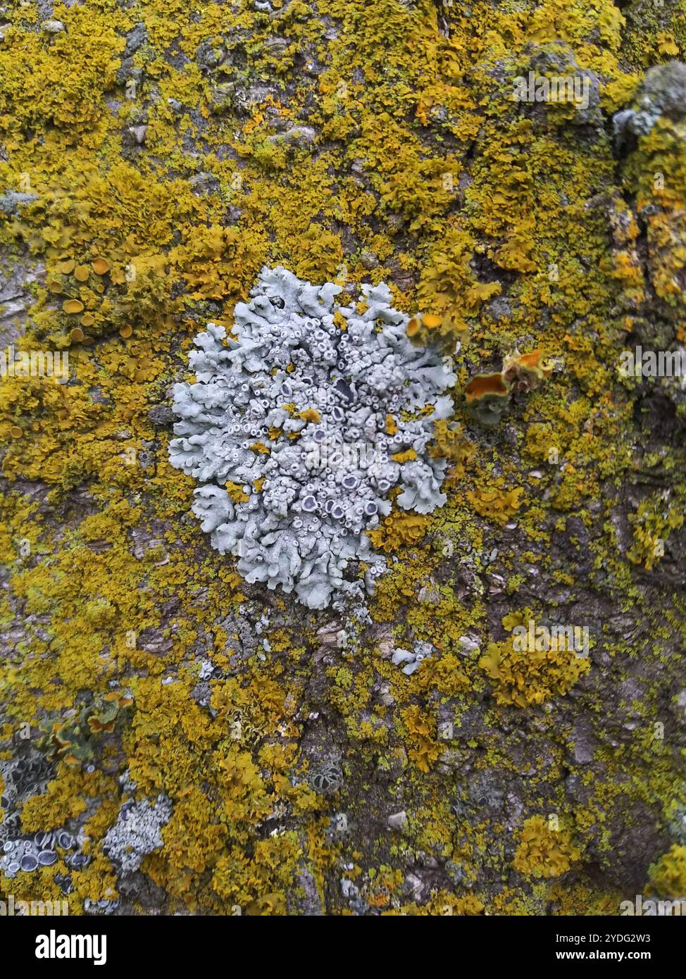 common lichens (Lecanoromycetes Stock Photo - Alamy