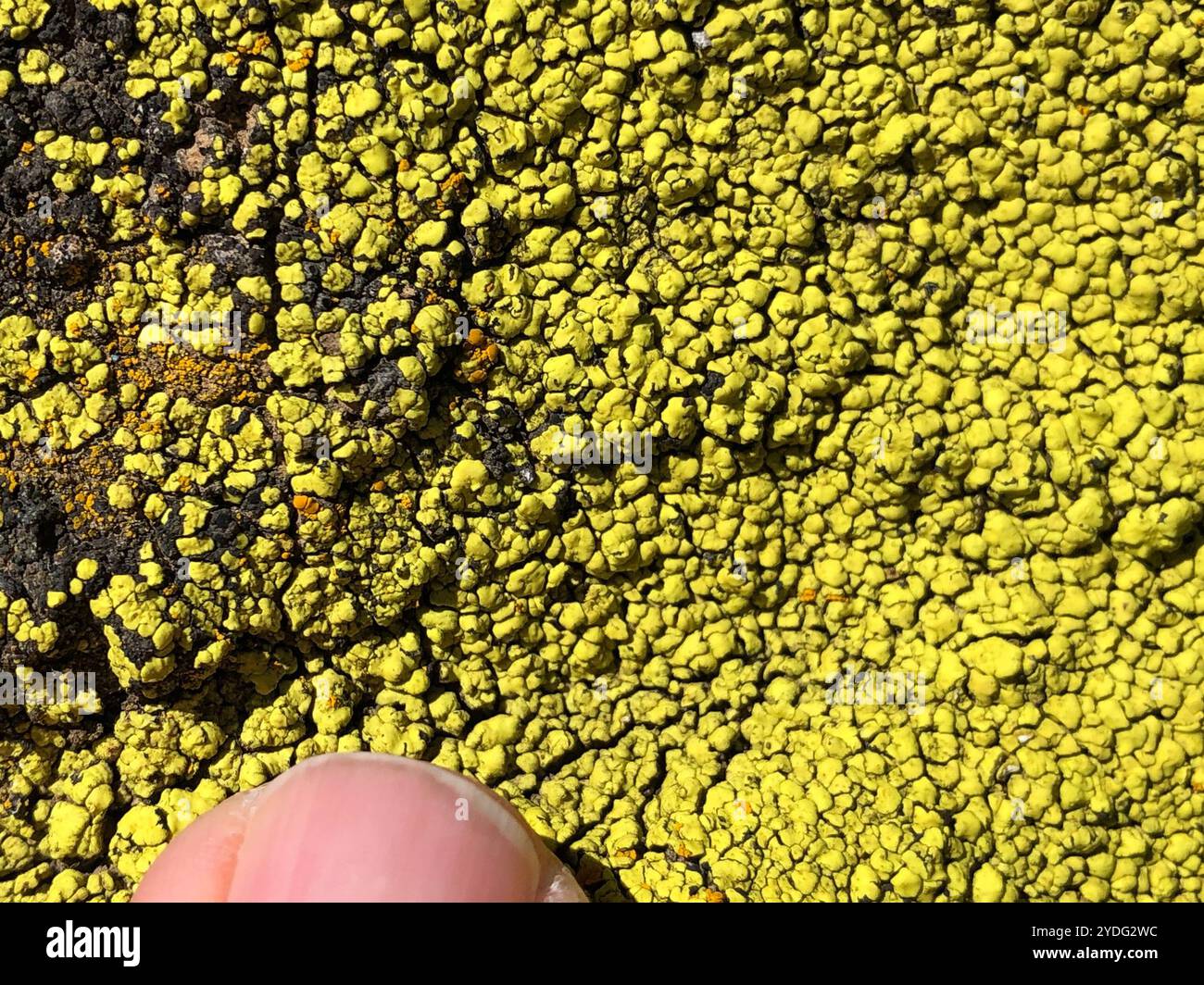 Yellow Cobblestone Lichen (Acarospora socialis Stock Photo - Alamy