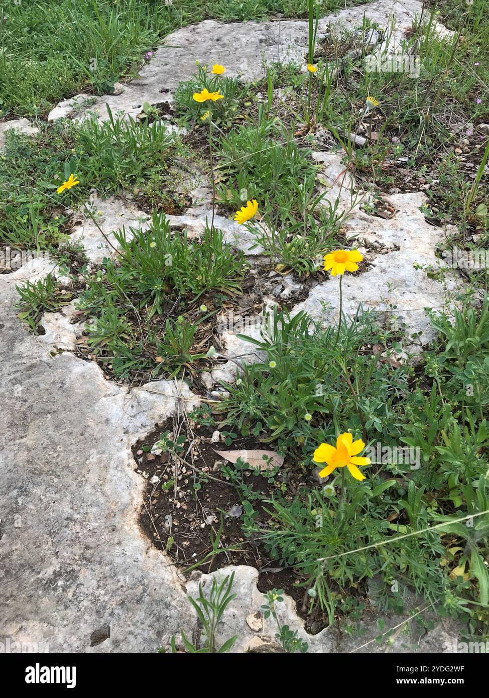 Stemmy Four-nerved Daisy (Tetraneuris scaposa Stock Photo - Alamy