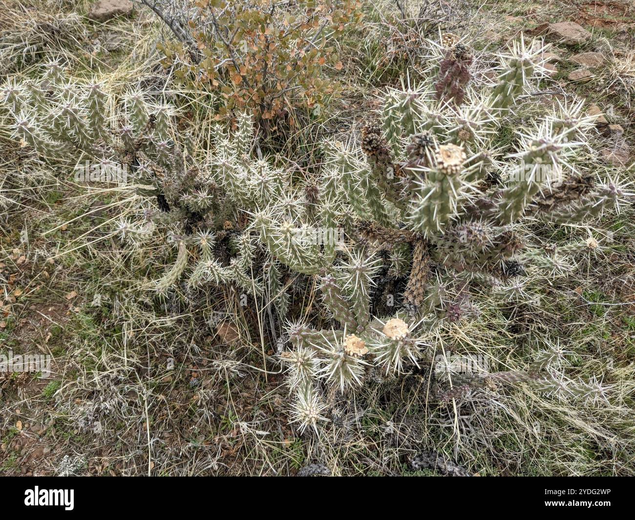 Whipple Cholla (Cylindropuntia whipplei Stock Photo - Alamy