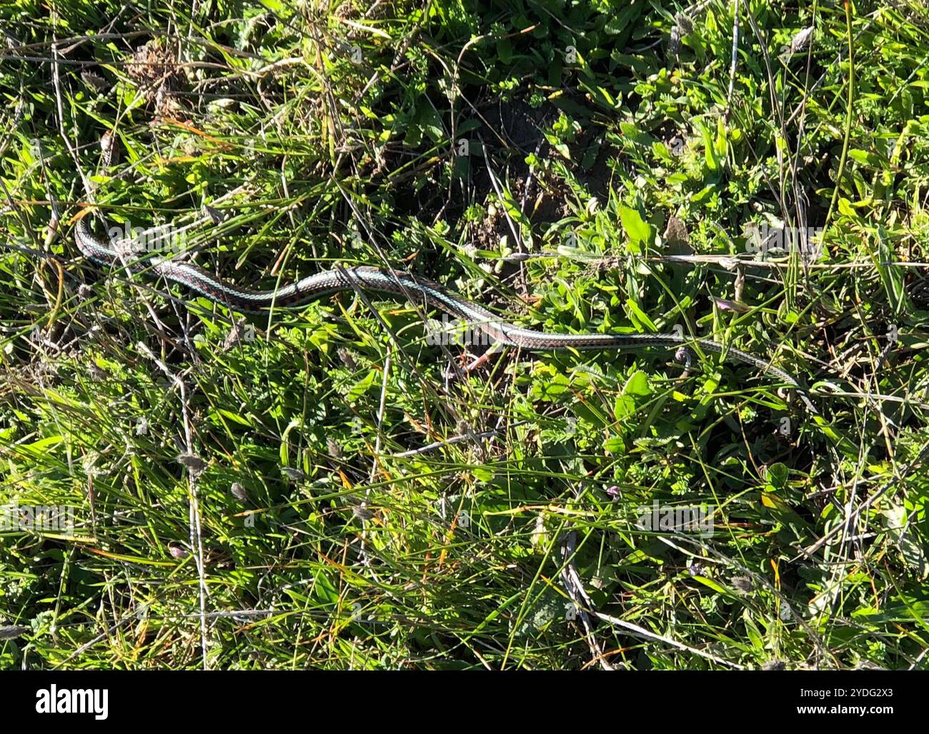 California Red-sided Garter Snake (Thamnophis sirtalis infernalis Stock ...