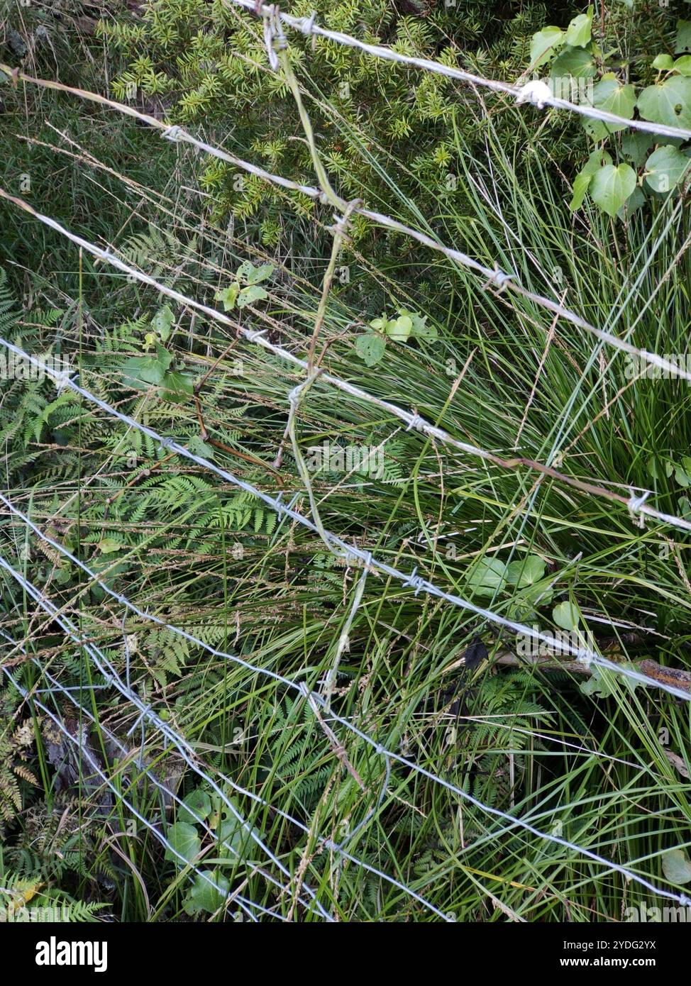 swamp sedge (Carex virgata Stock Photo - Alamy