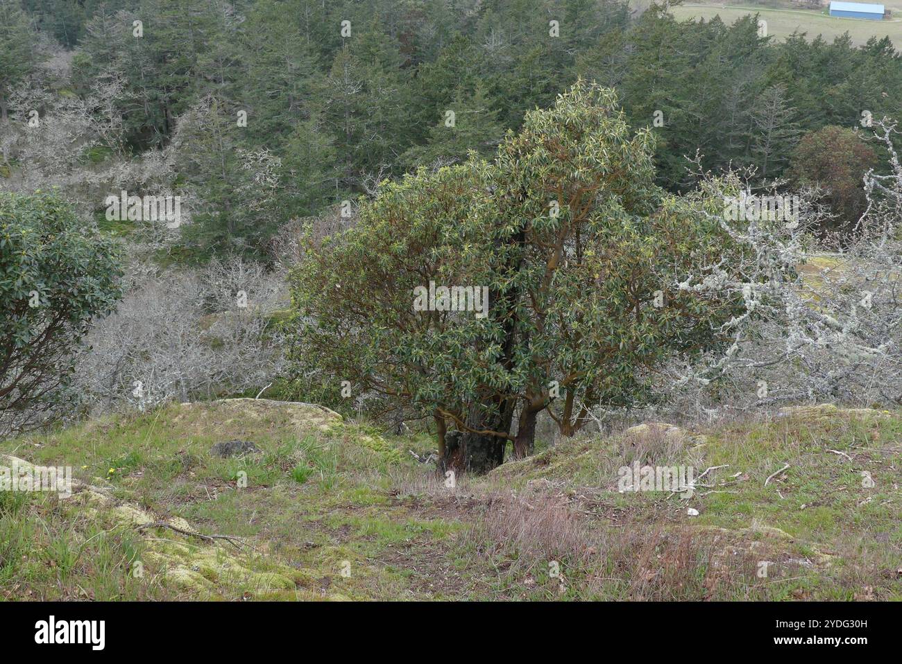 Pacific madrone (Arbutus menziesii Stock Photo - Alamy