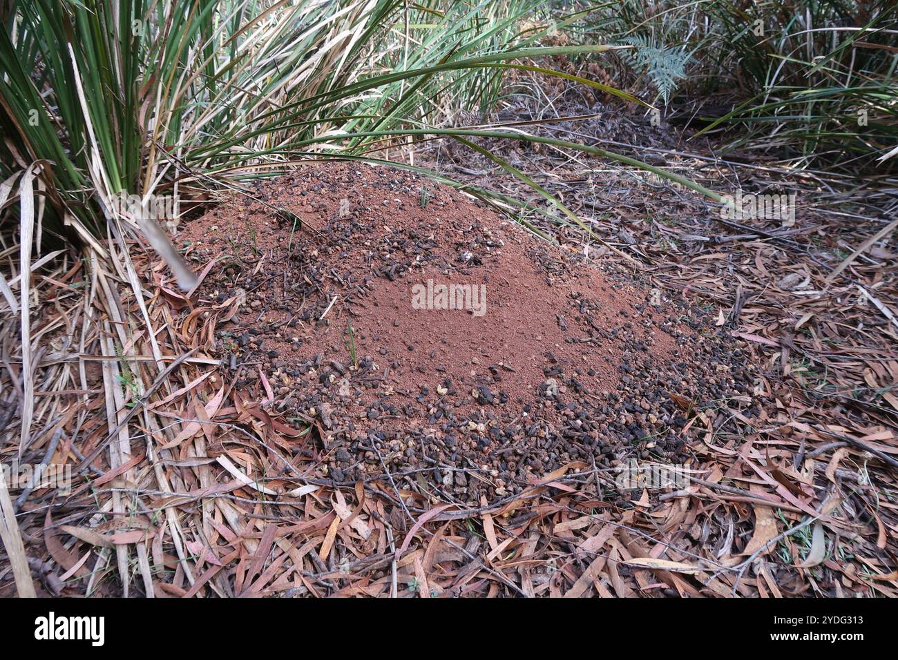 Jack jumper hi-res stock photography and images - Alamy