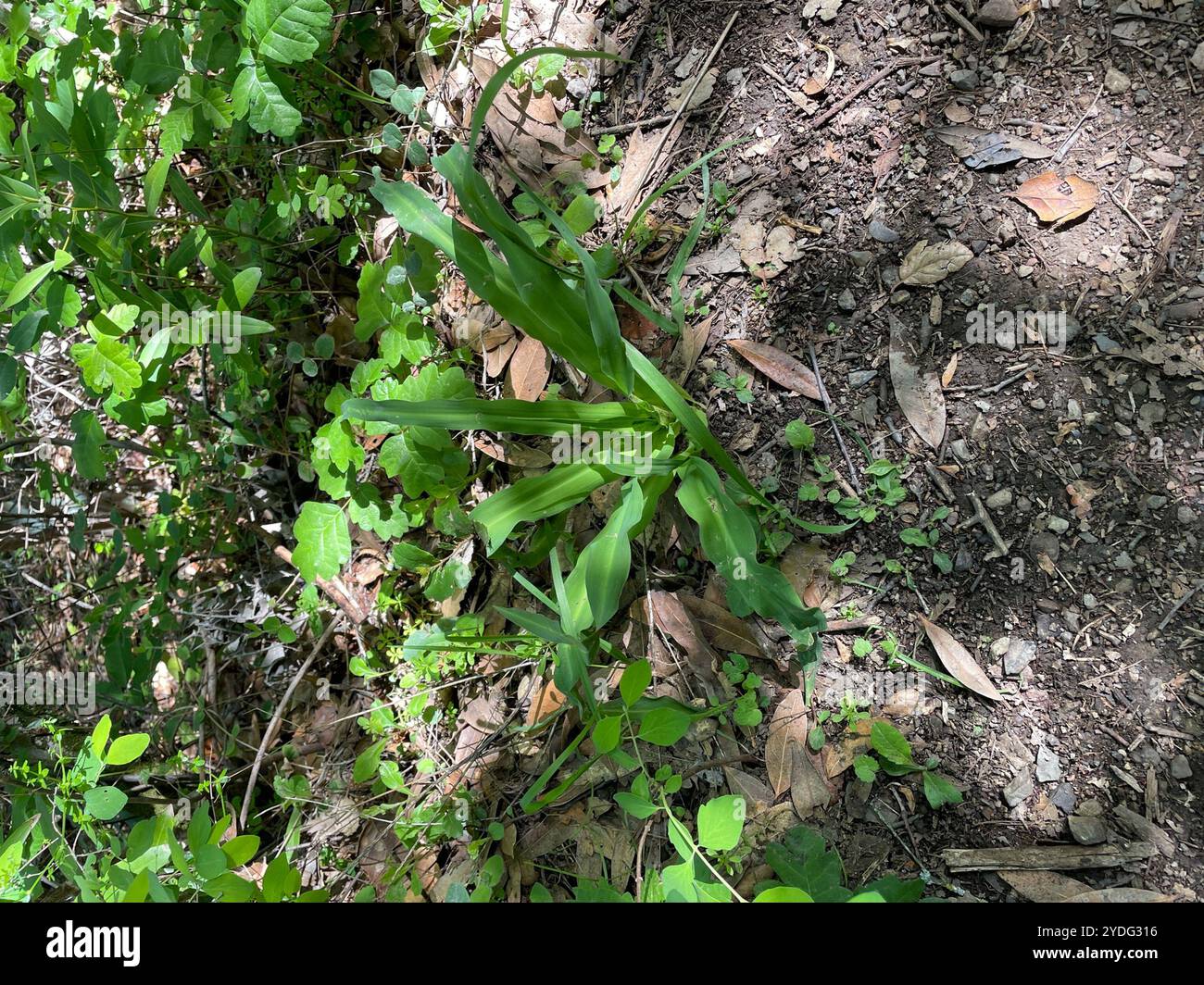 wavy-leafed soap plant (Chlorogalum pomeridianum Stock Photo - Alamy