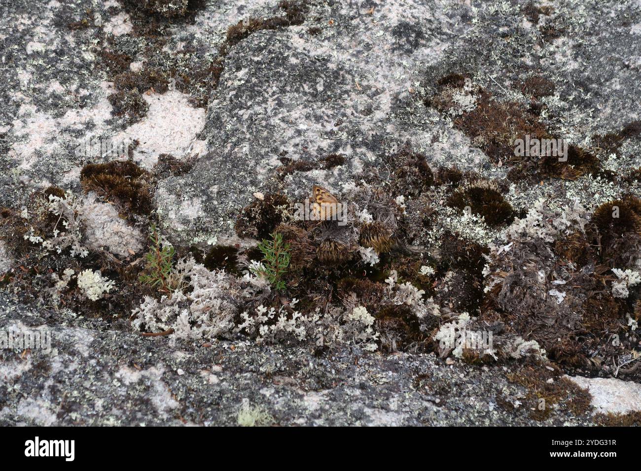 Common Brown (Heteronympha merope Stock Photo - Alamy