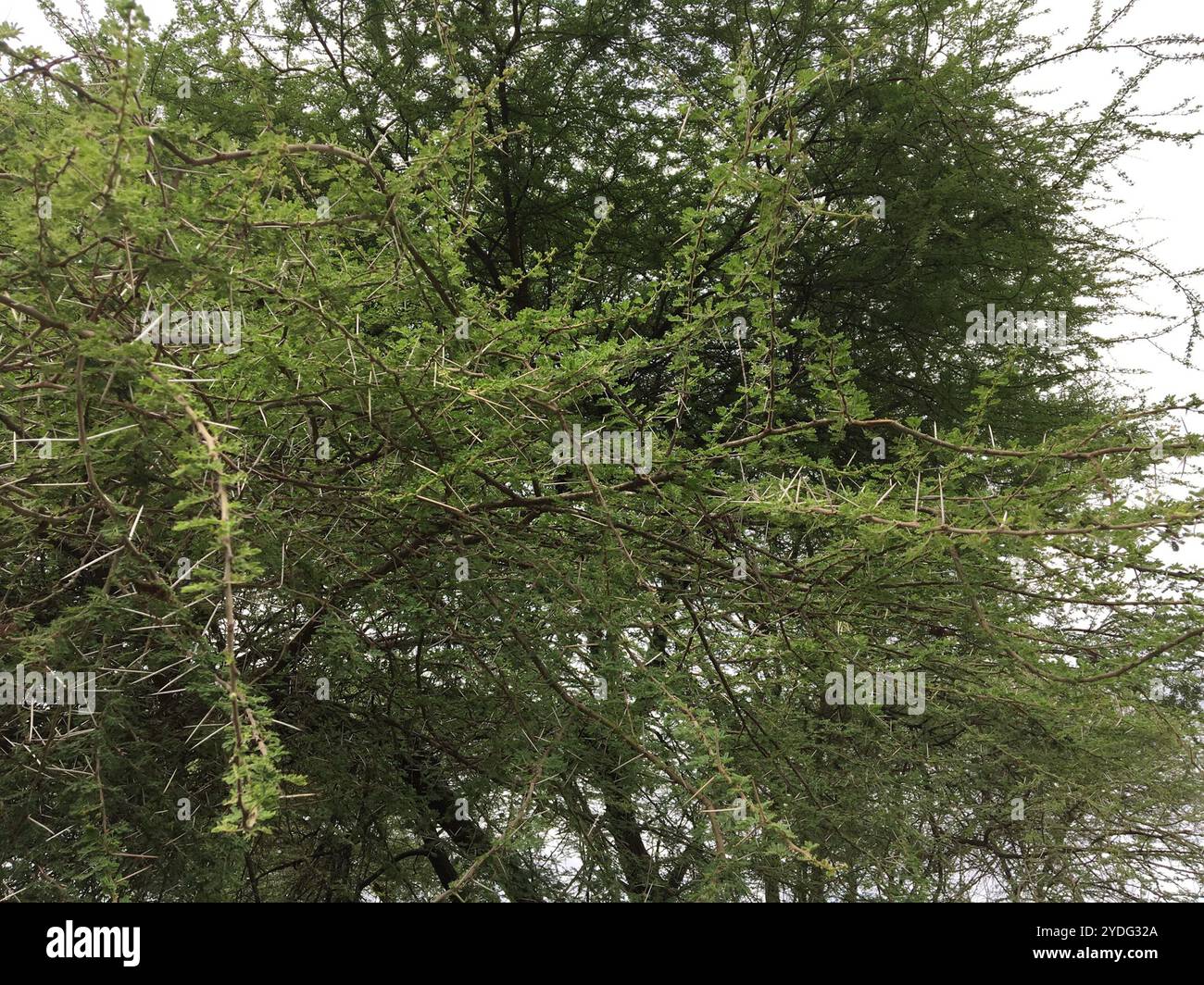 thorn trees (Vachellia Stock Photo - Alamy