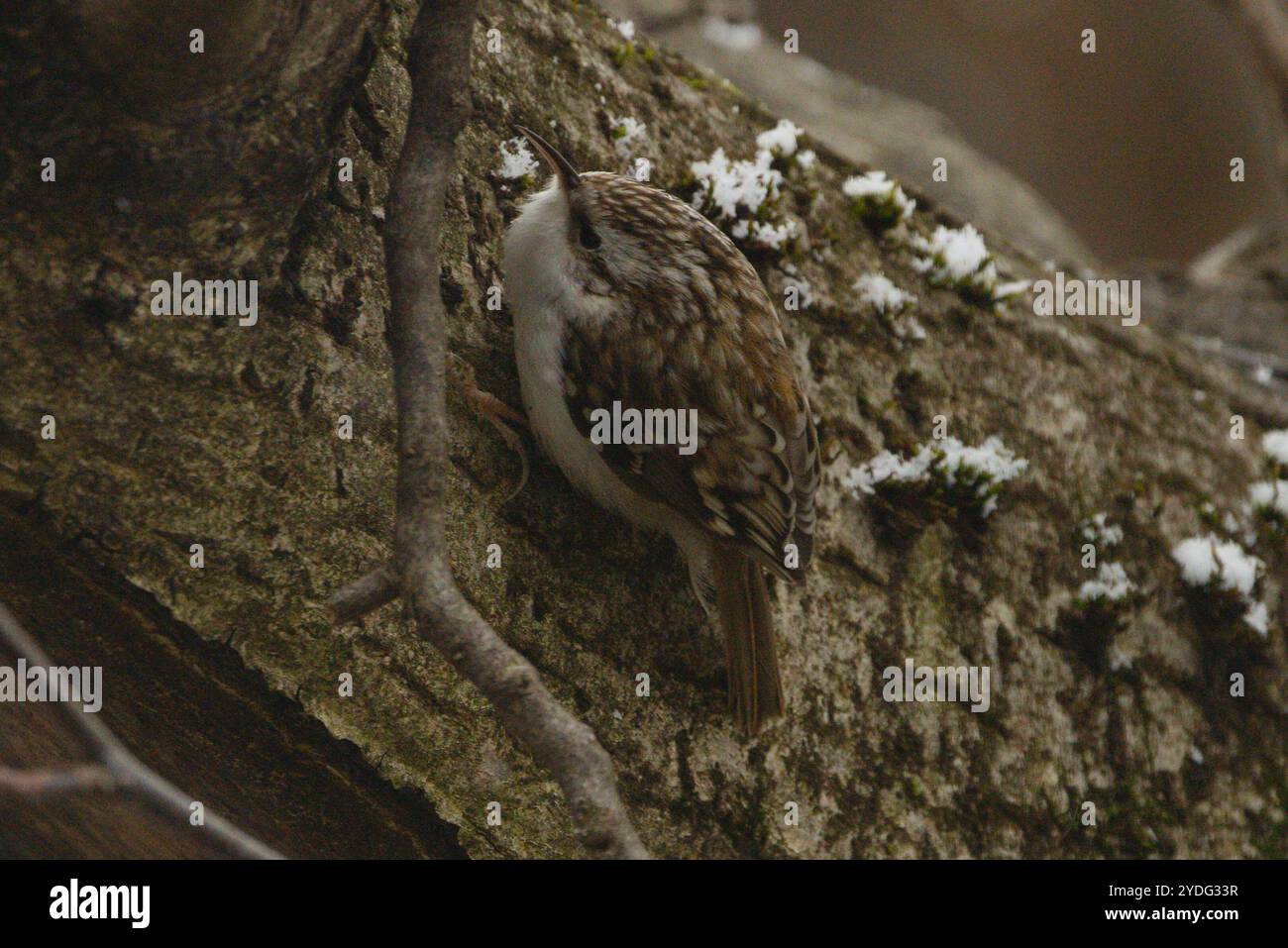Eurasian Treecreeper (Certhia familiaris Stock Photo - Alamy