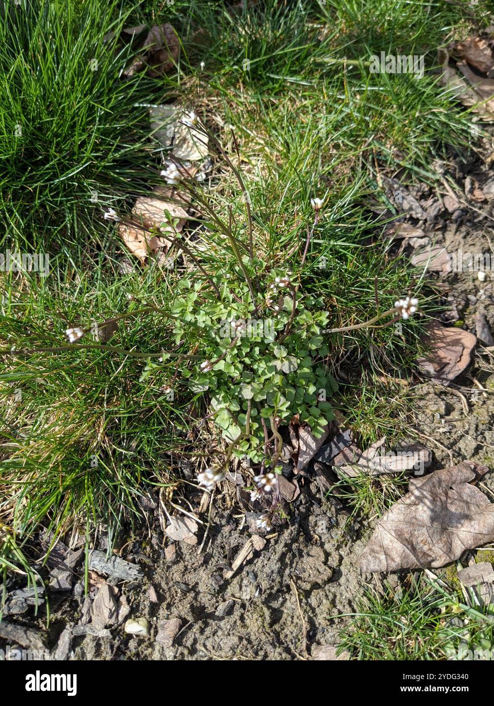 hairy bittercress (Cardamine hirsuta Stock Photo - Alamy