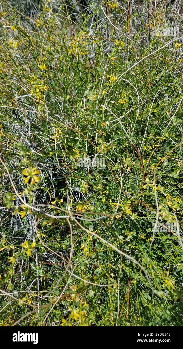 deerweed (Acmispon glaber Stock Photo - Alamy