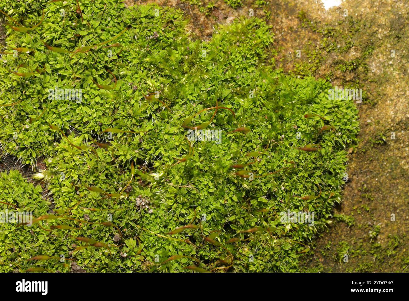 Common wall-screw moss (Tortula muralis muralis Stock Photo - Alamy