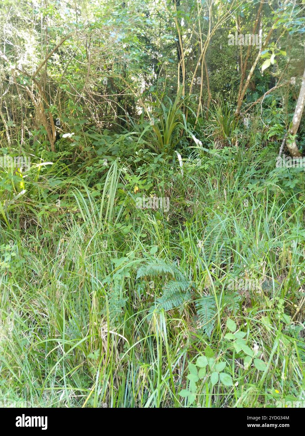 Bush Flax (Astelia fragrans Stock Photo - Alamy