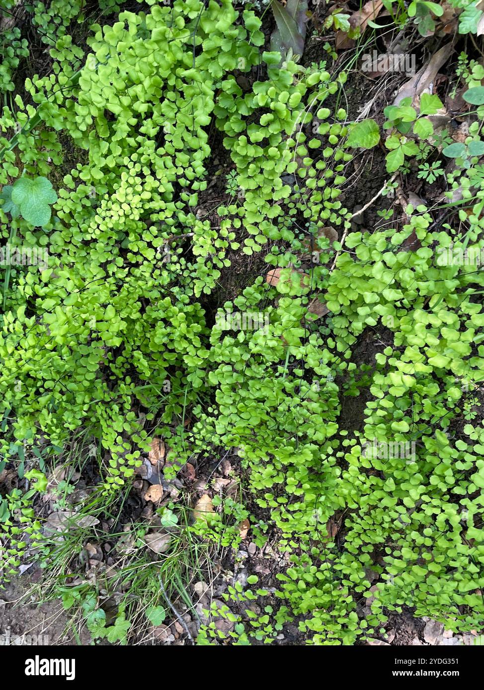 California Maidenhair Fern (Adiantum jordanii Stock Photo - Alamy