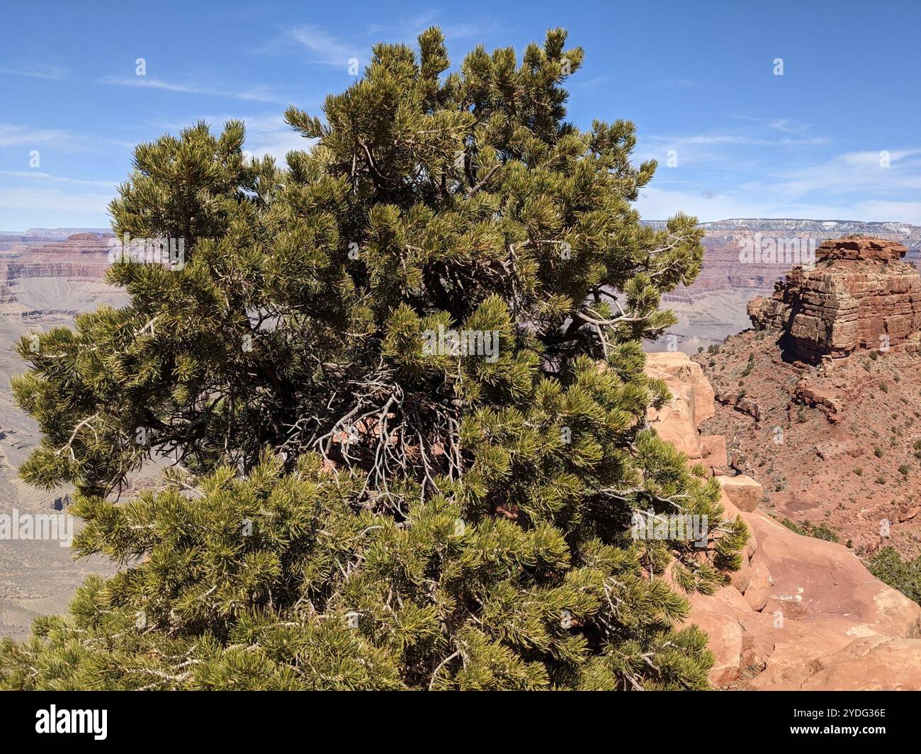 Colorado Pinyon (Pinus edulis Stock Photo - Alamy
