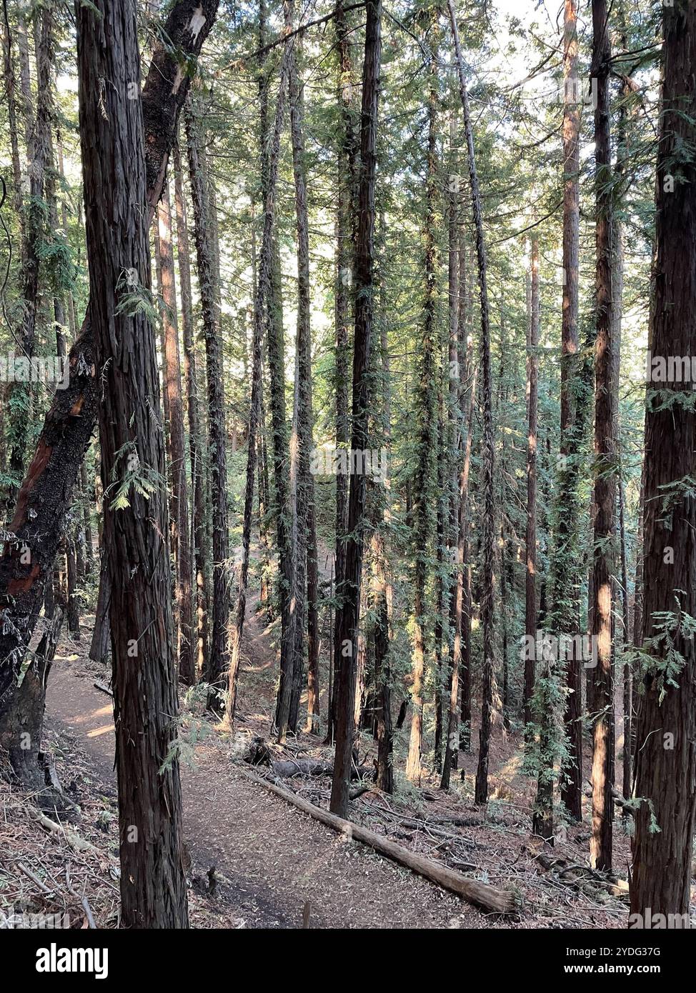 coast redwood (Sequoia sempervirens Stock Photo - Alamy