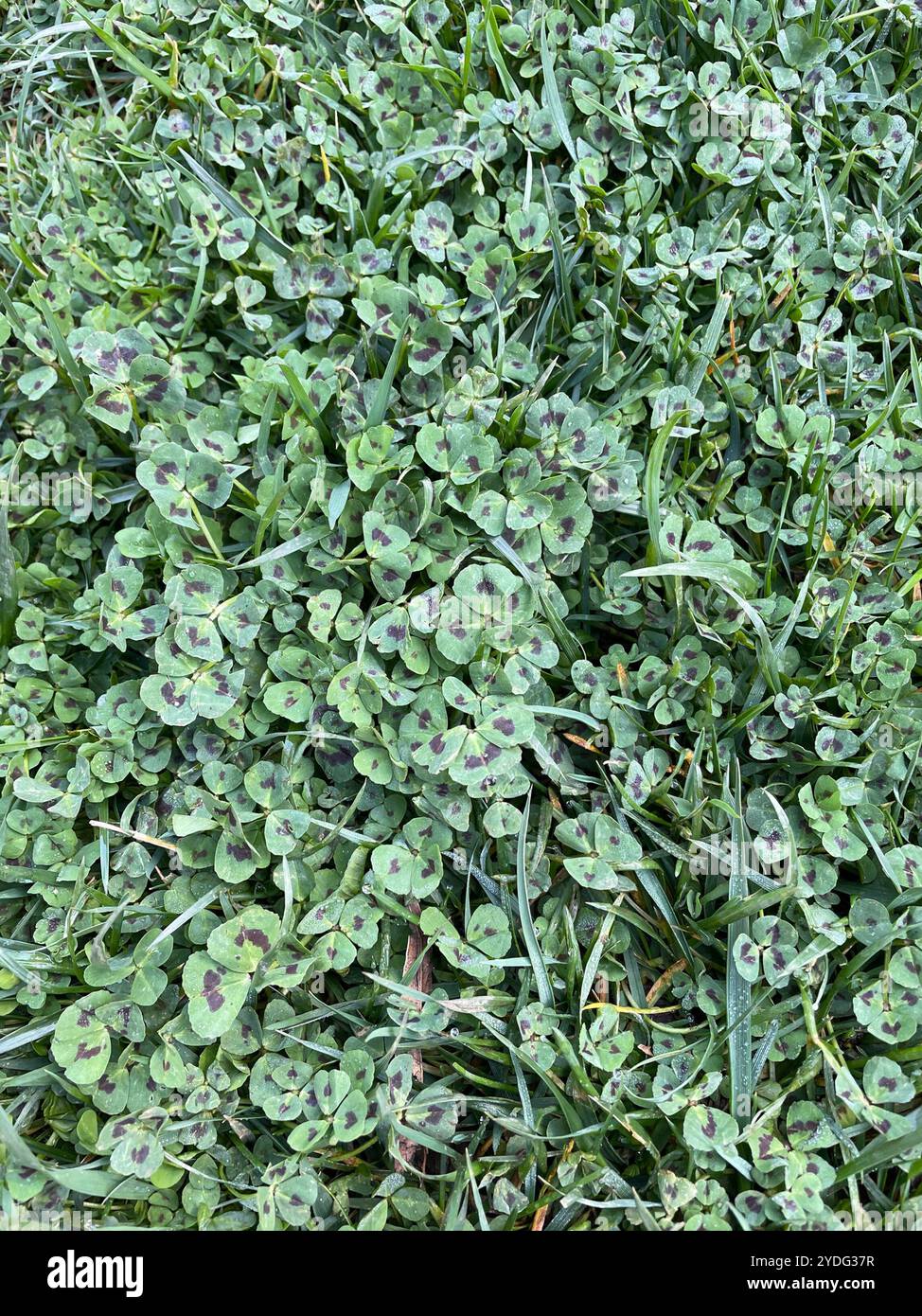 Spotted medick (Medicago arabica Stock Photo - Alamy