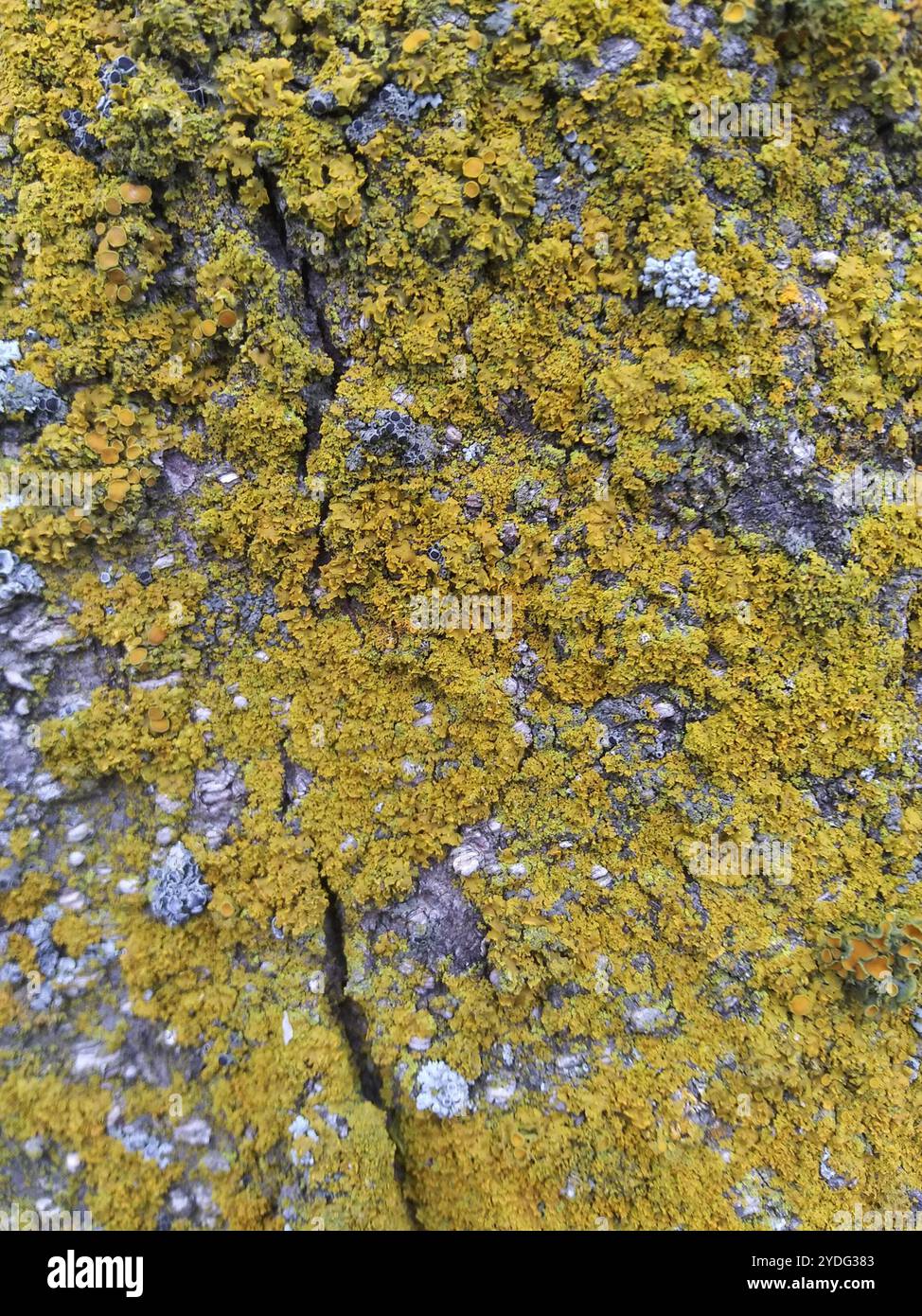 common lichens (Lecanoromycetes Stock Photo - Alamy