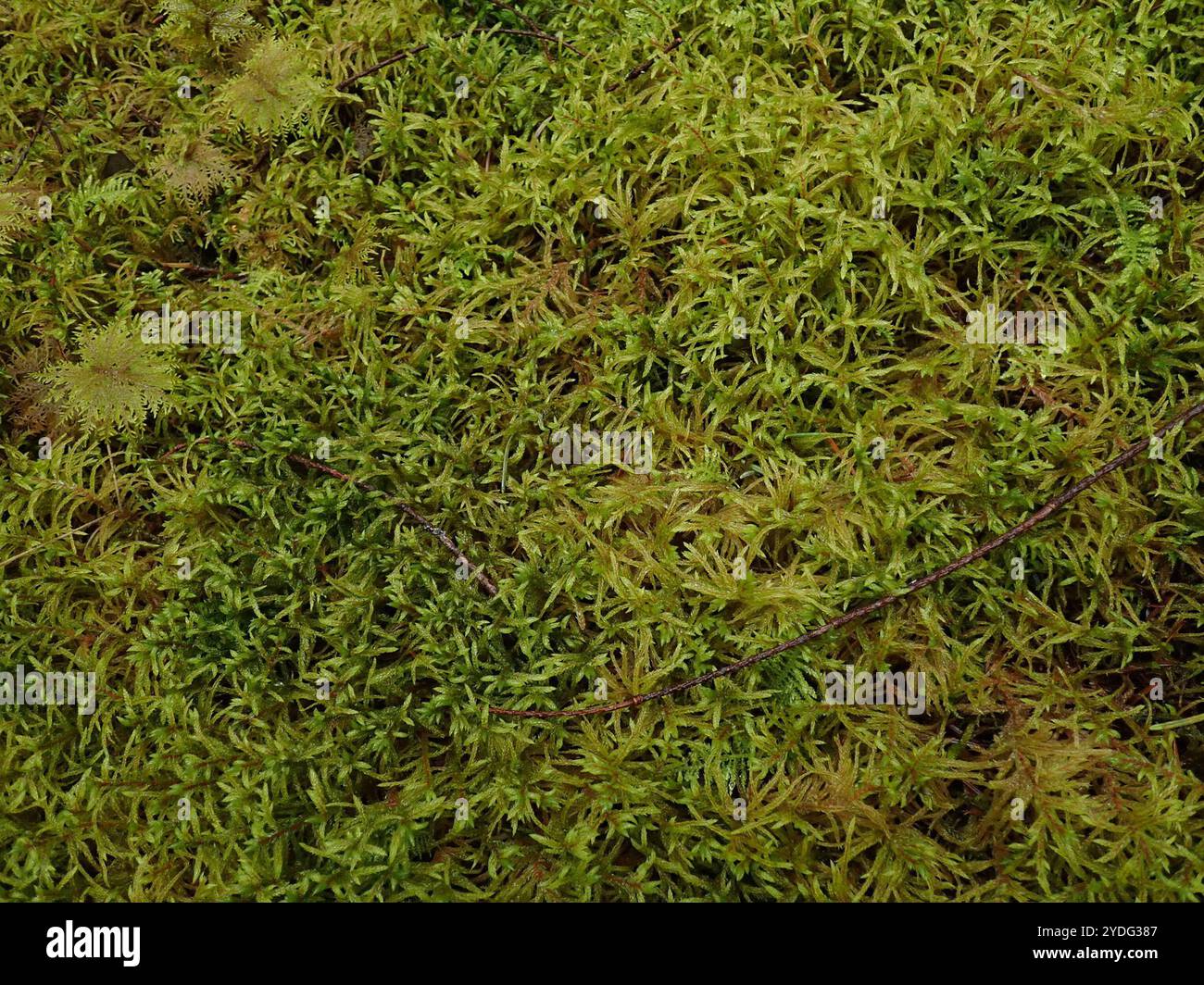 Red stemmed feather moss hi-res stock photography and images - Alamy