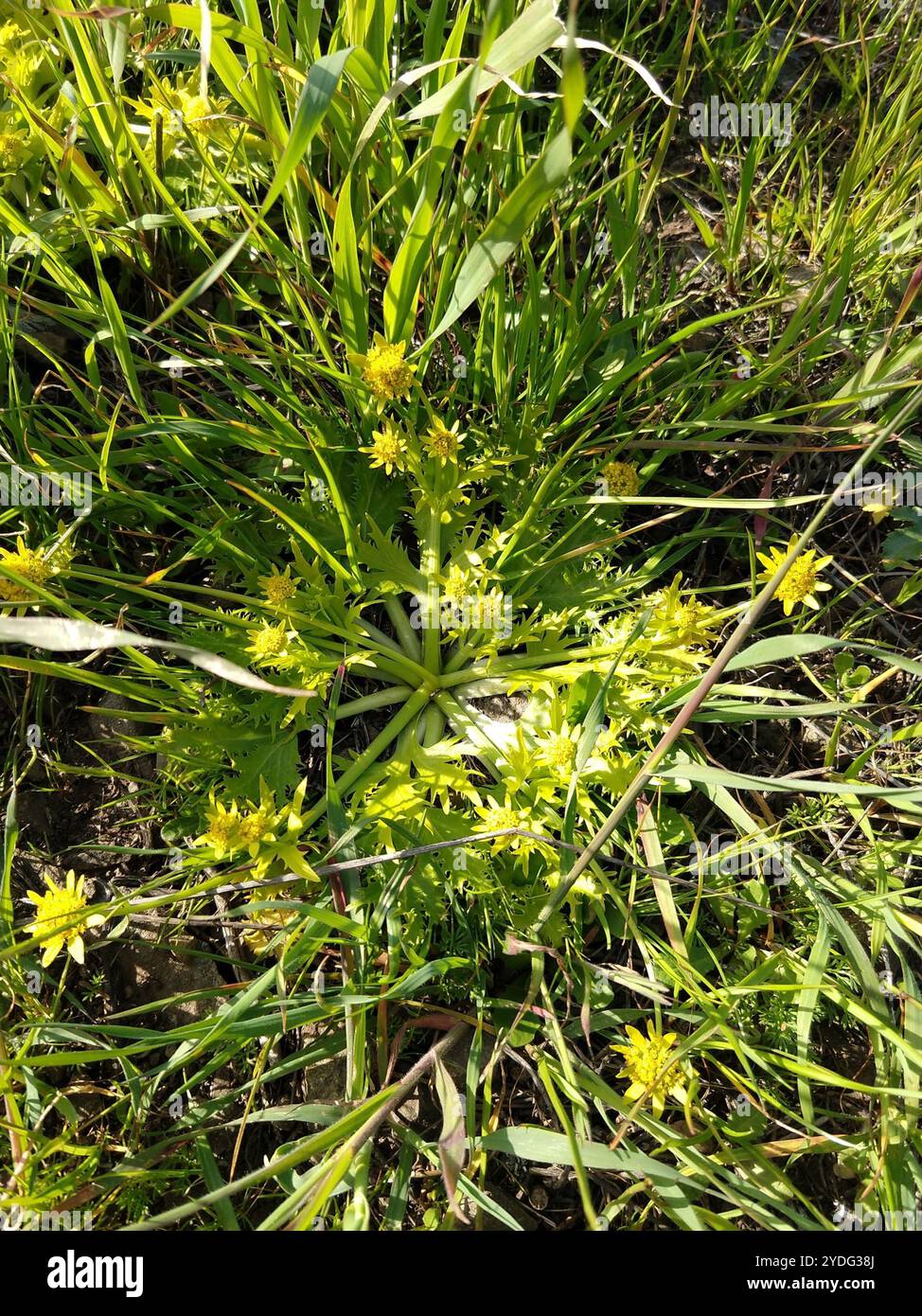 Sanicula arctopoides hi-res stock photography and images - Alamy