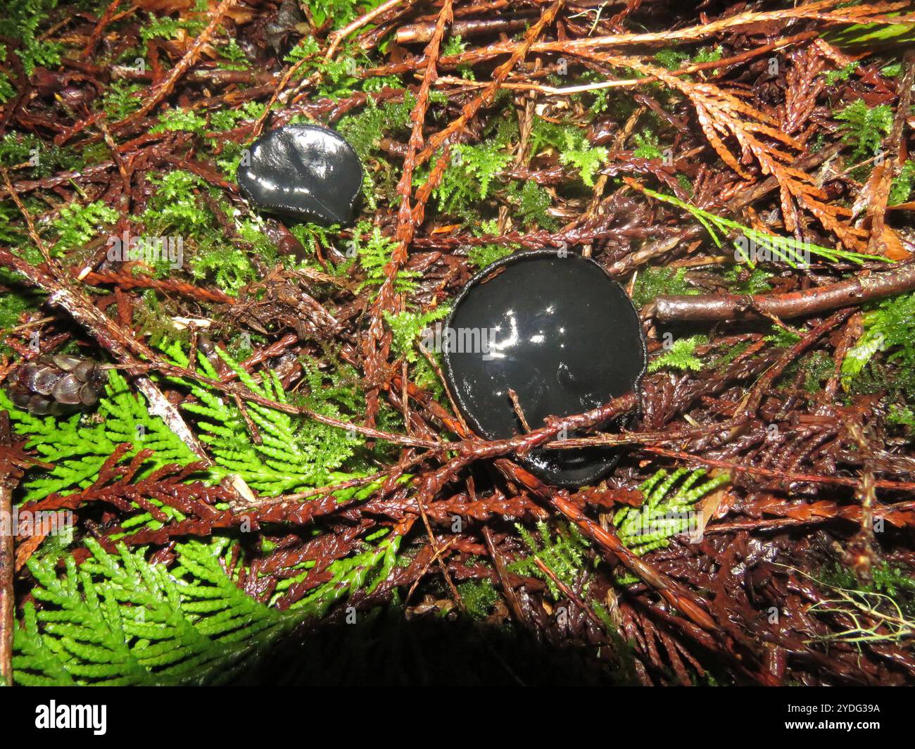 Plectania hi-res stock photography and images - Alamy