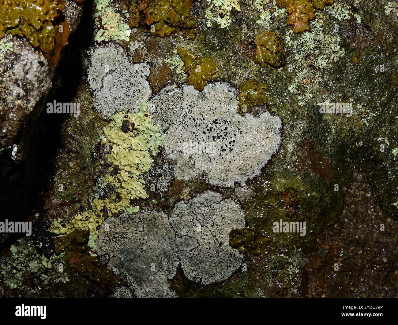 concentric boulder lichen (Porpidia crustulata Stock Photo - Alamy