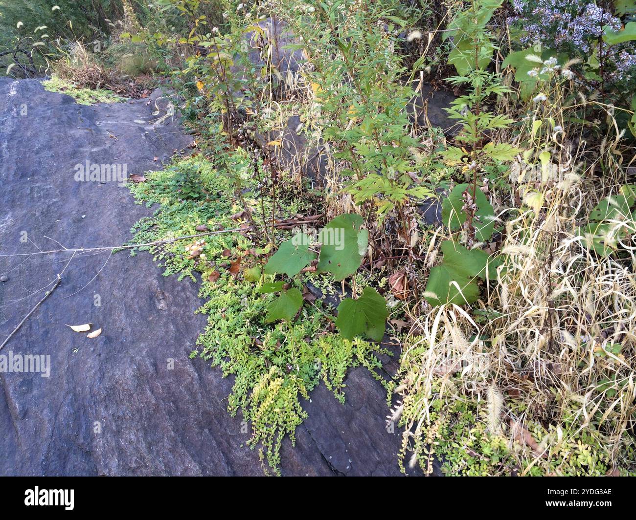 Stringy stonecrop hi-res stock photography and images - Alamy