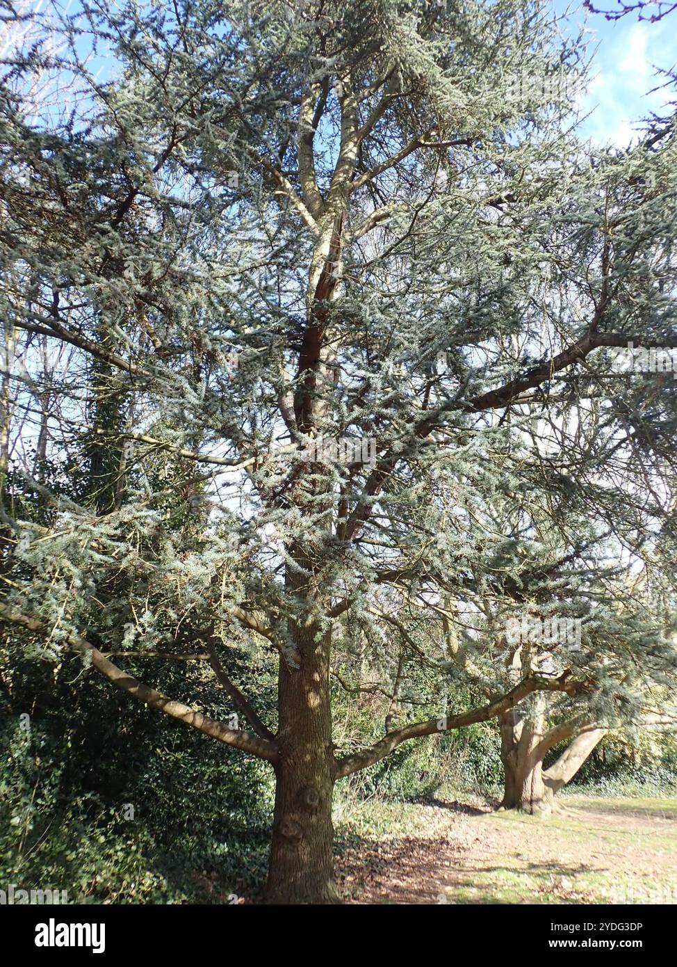 Atlas cedar (Cedrus atlantica Stock Photo - Alamy