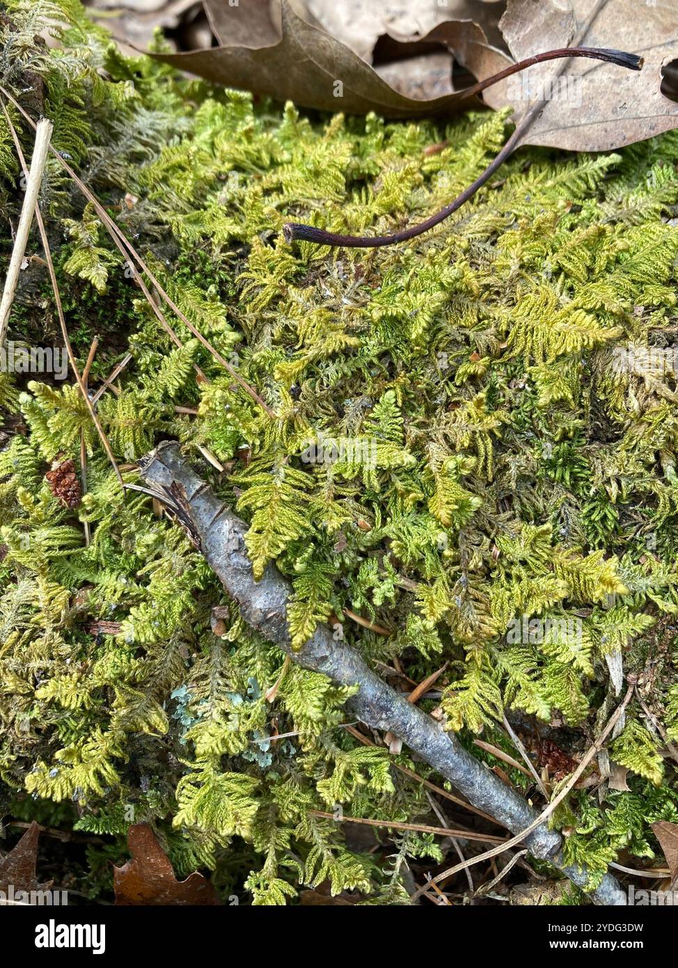 brocade moss (Callicladium imponens Stock Photo - Alamy