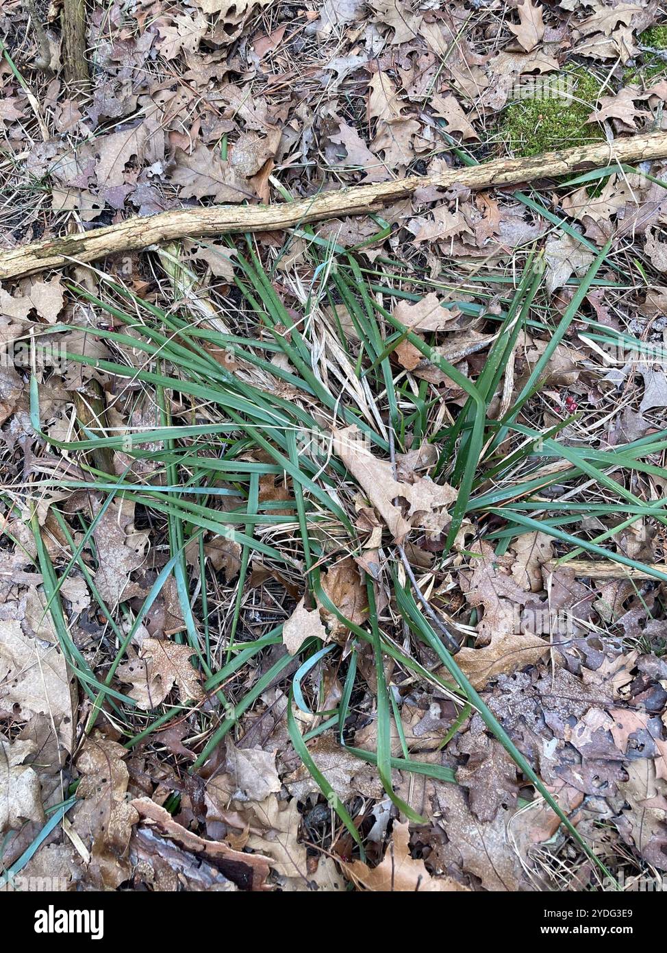 White-grained Mountain-ricegrass (Oryzopsis asperifolia Stock Photo - Alamy