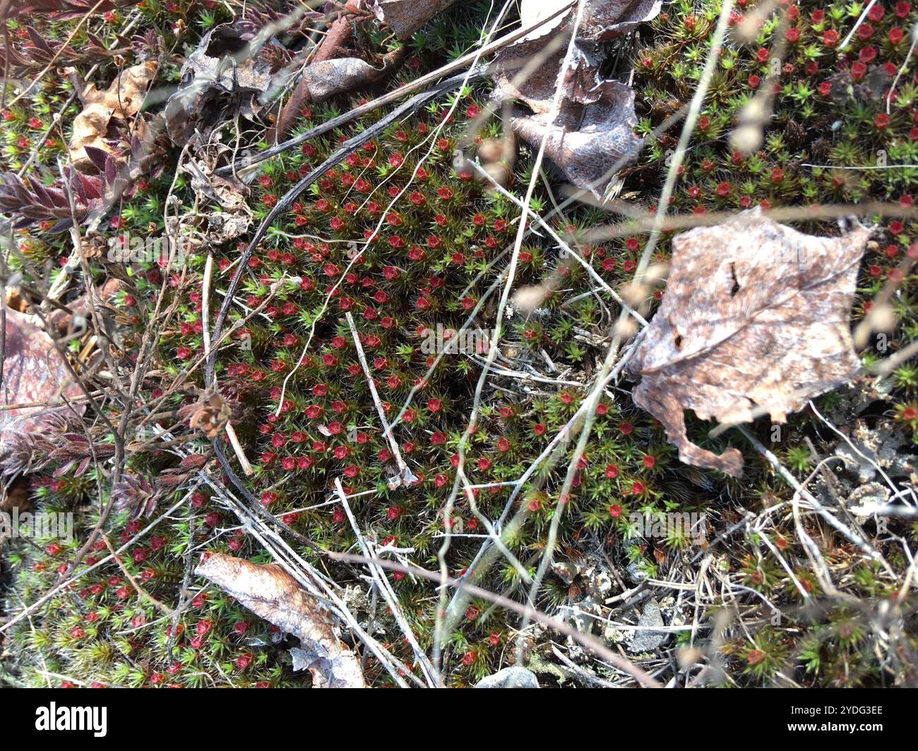 bristly haircap moss (Polytrichum piliferum Stock Photo - Alamy