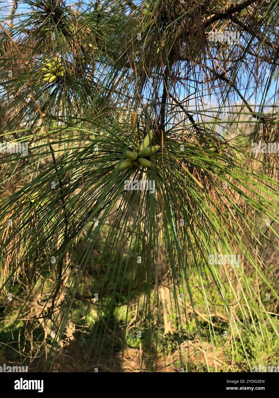 loblolly pine (Pinus taeda Stock Photo - Alamy