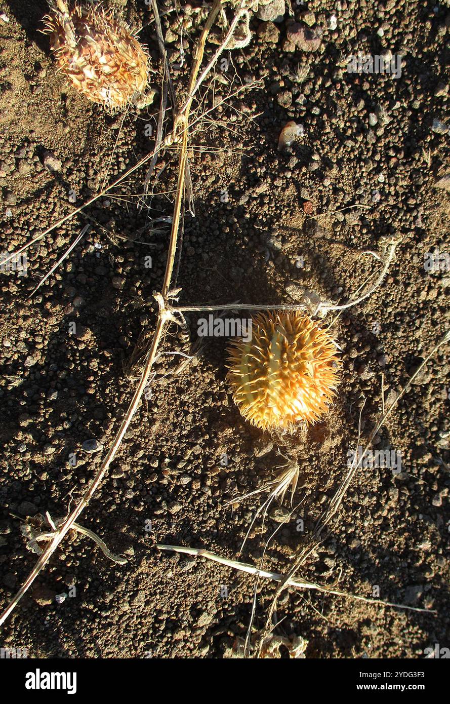 Small Wild Cucumber (Cucumis africanus Stock Photo - Alamy