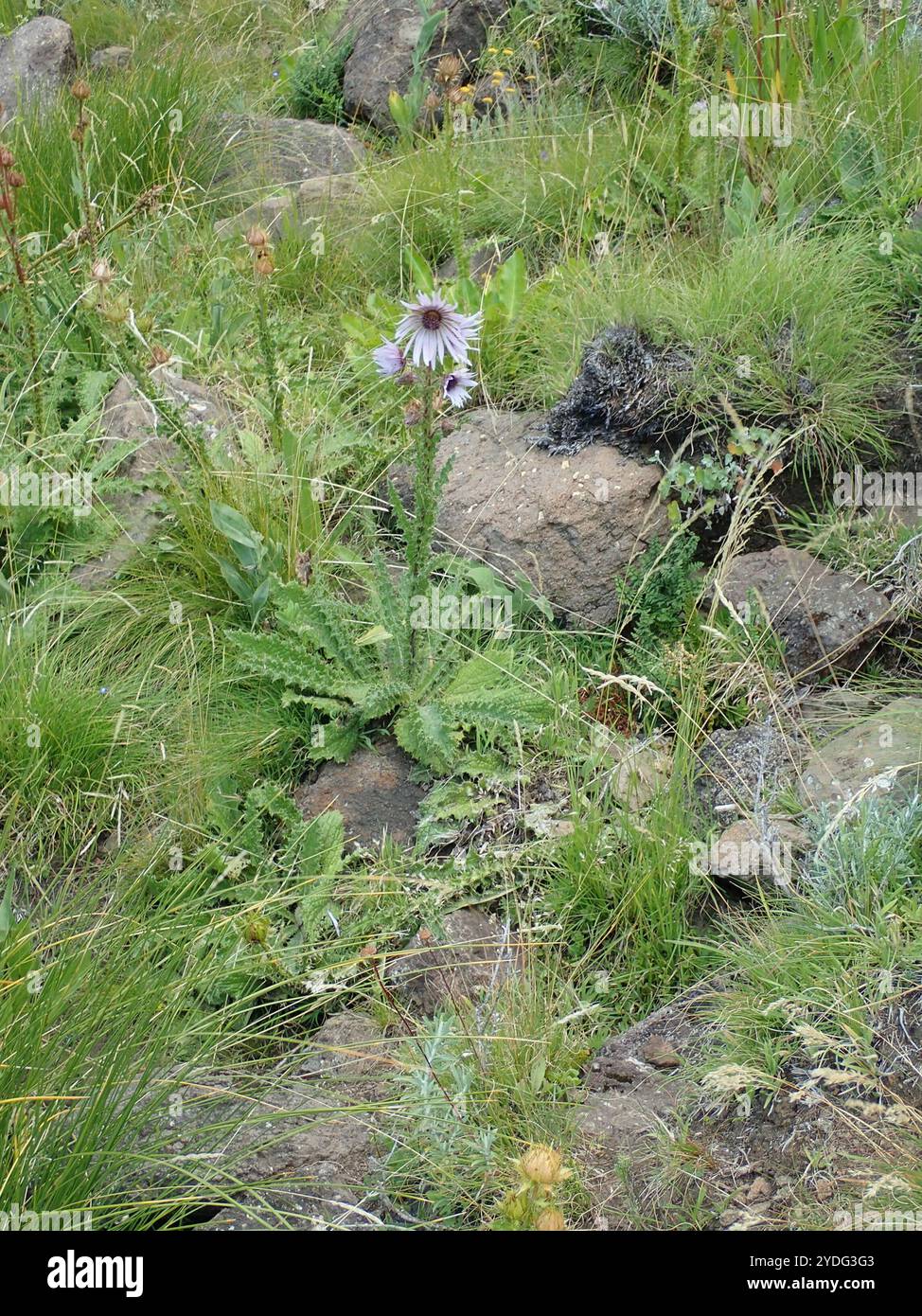 Purple African Thistle (Berkheya purpurea Stock Photo - Alamy