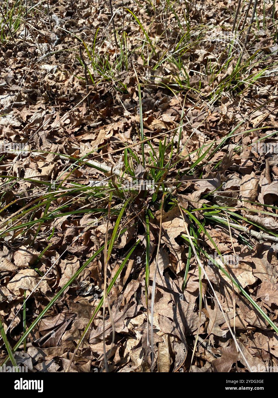 Littlehead Nutrush (Scleria oligantha Stock Photo - Alamy