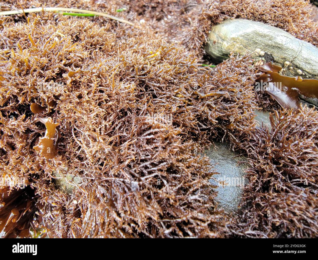 Scouring-pad alga (Endocladia muricata Stock Photo - Alamy