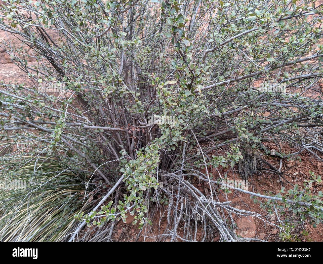 Alderleaf mountain mahogany hi-res stock photography and images - Alamy