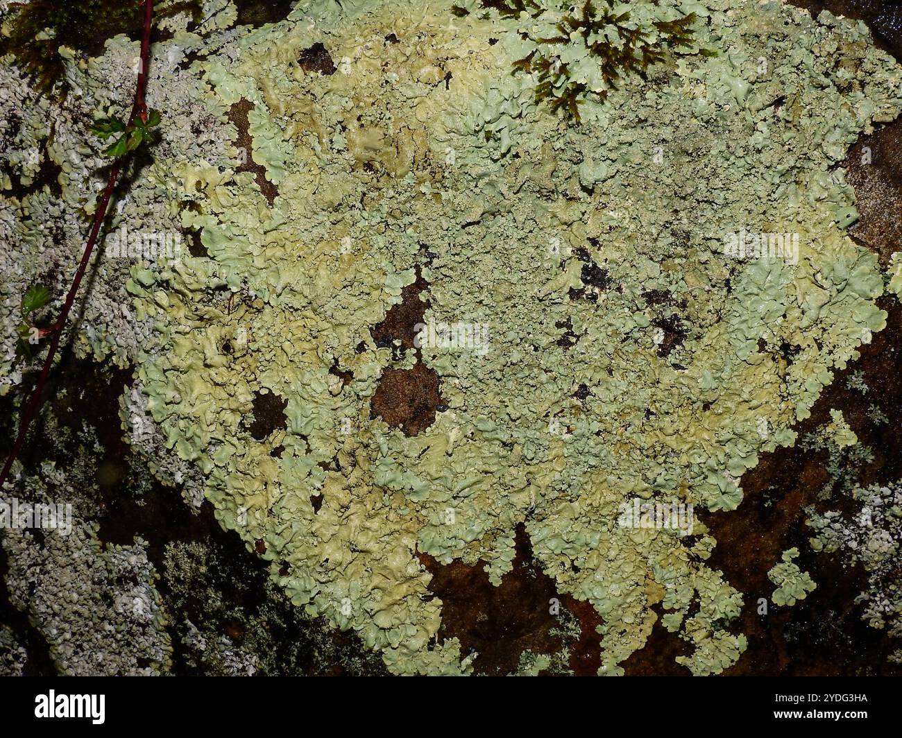 common greenshield lichen (Flavoparmelia caperata Stock Photo - Alamy